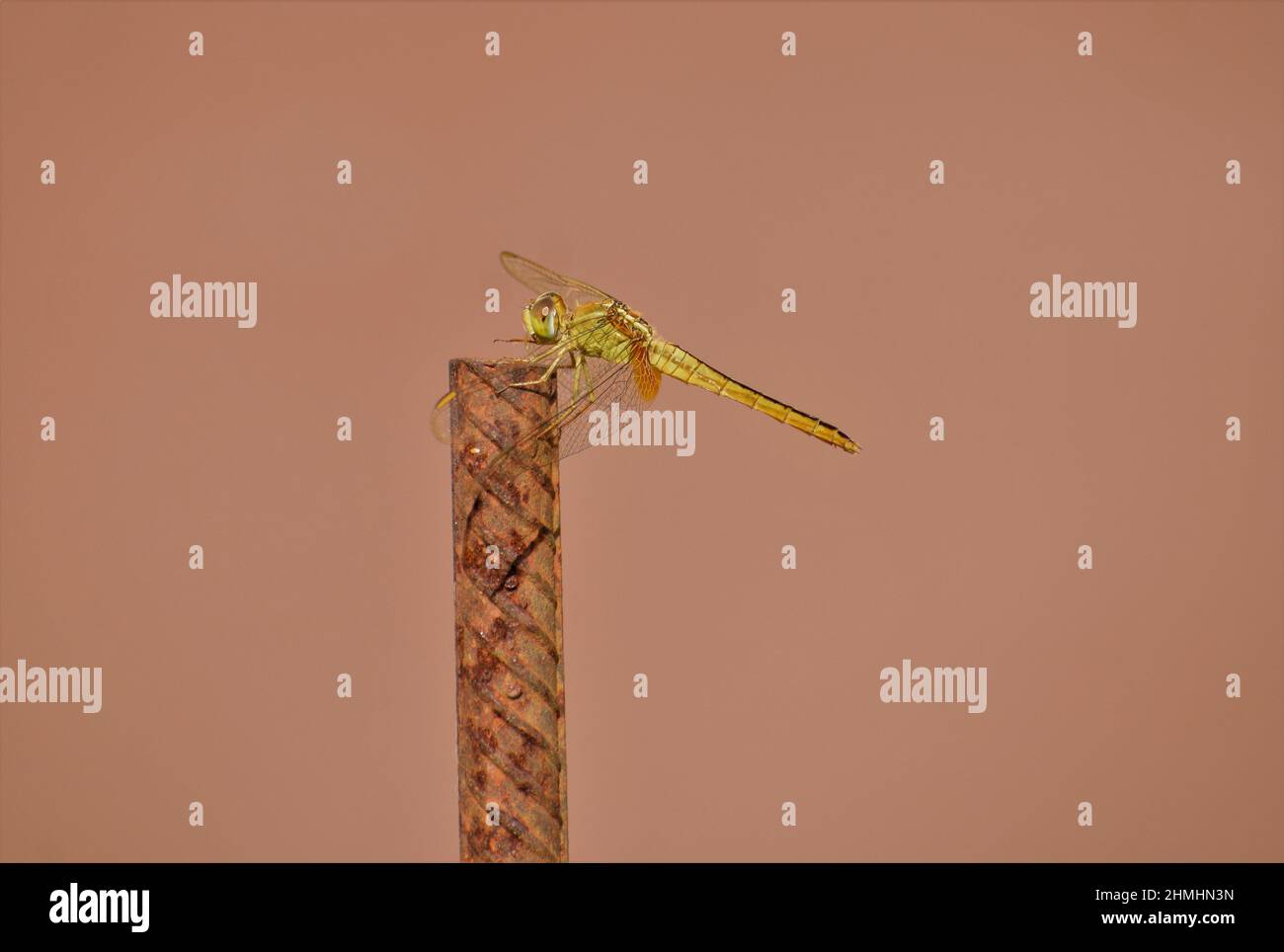 Dragon fly perches on tip of iron bar Stock Photo - Alamy