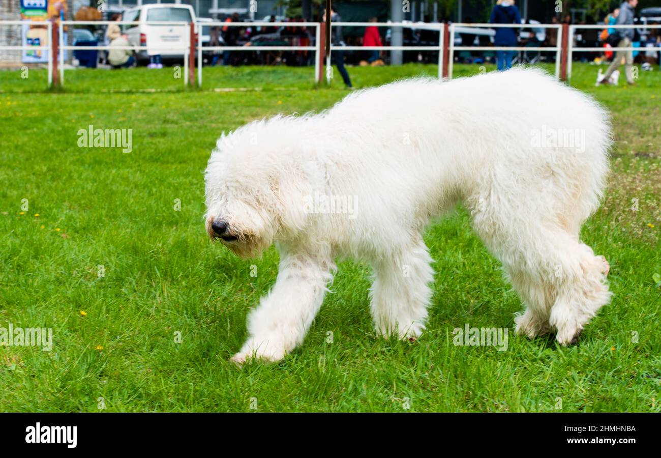 Ukrainian ovcharka hi-res stock photography and images - Alamy