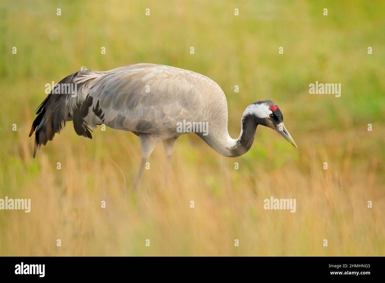 Common Crane, Grus grus, big bird in the nature habitat, France ...