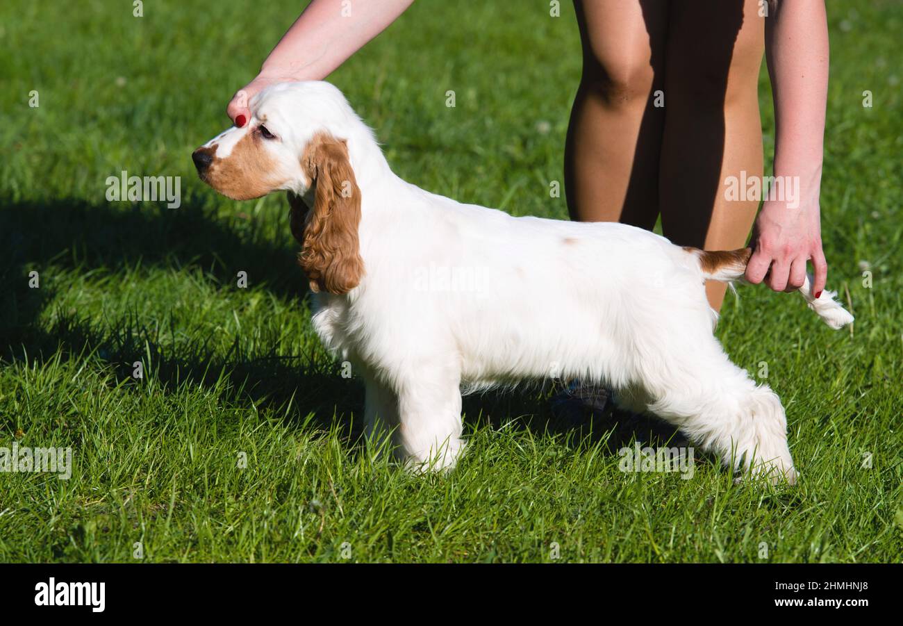 English Cocker Spaniel puppy exterior. The English Cocker Spaniel is on ...