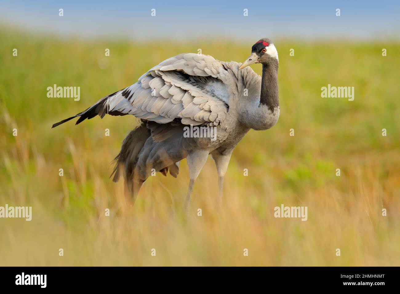 Common Crane, Grus grus, big bird in the nature habitat, France ...