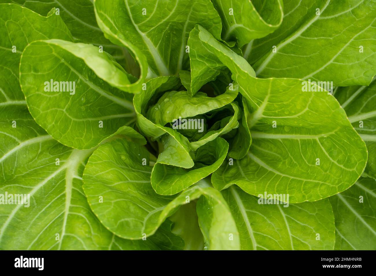 Green vegetables were photographed in rural fields in Hunan Province ...
