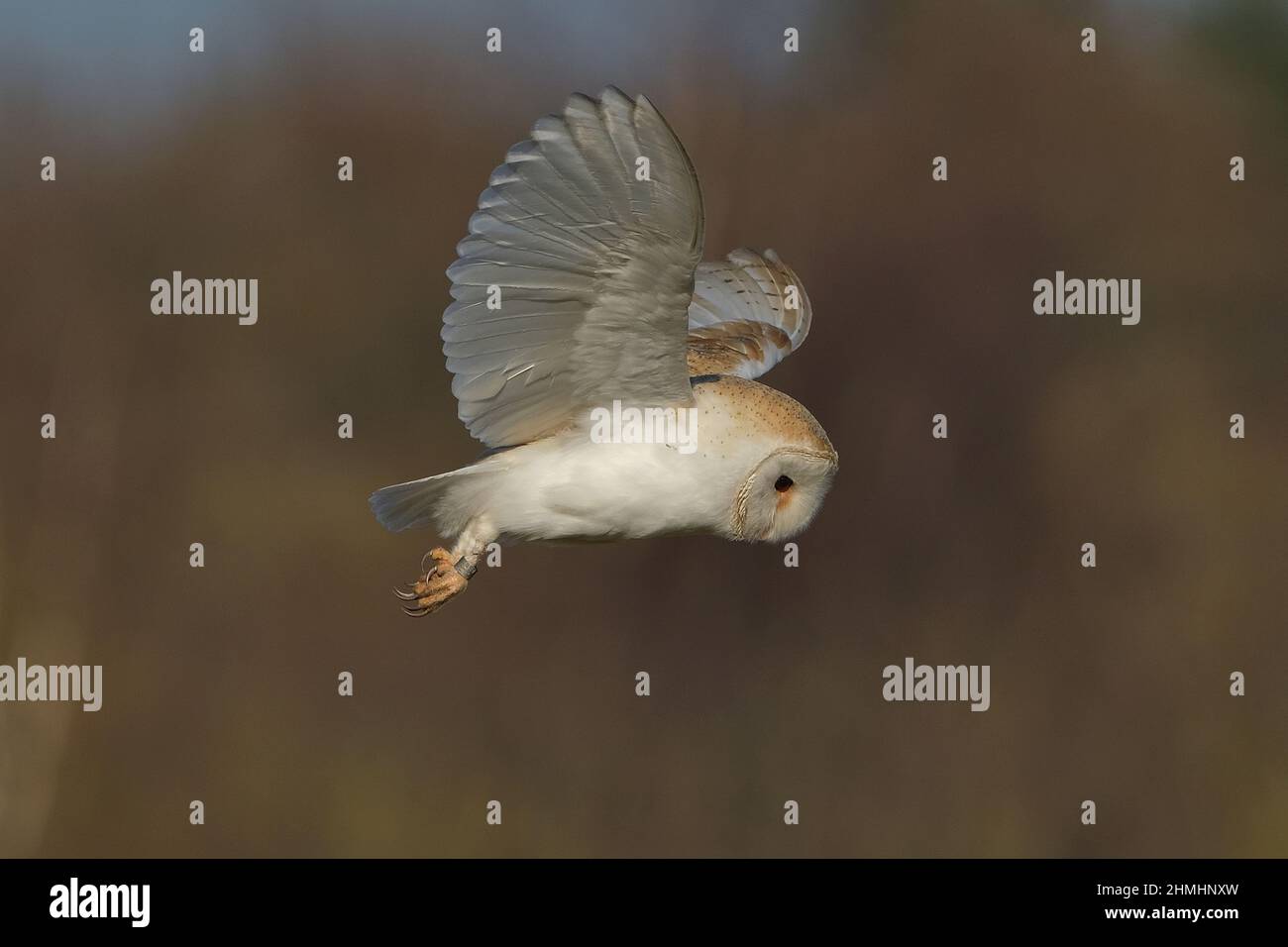 Flying long eared owls hi-res stock photography and images - Alamy