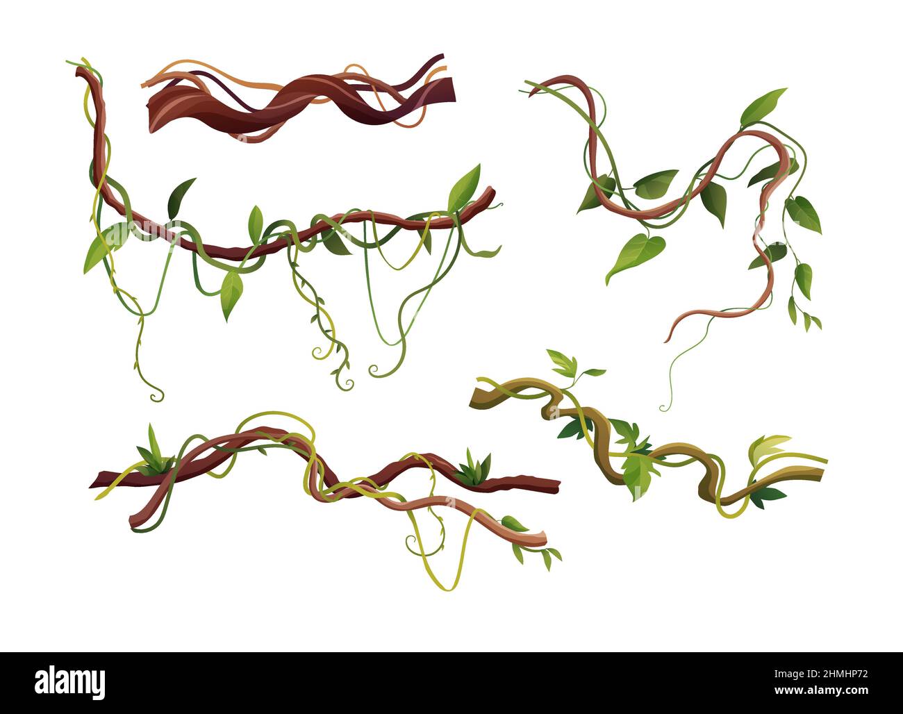 Liana or vine winding branches Stock Vector Image & Art - Alamy