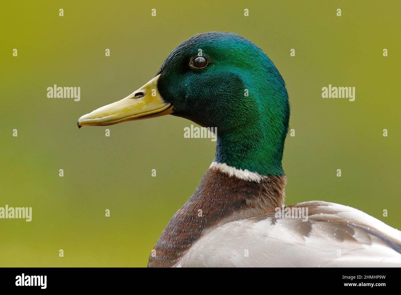 Bird hidden in the grass. Water bird Mallard, Anas platyrhynchos, duck ...