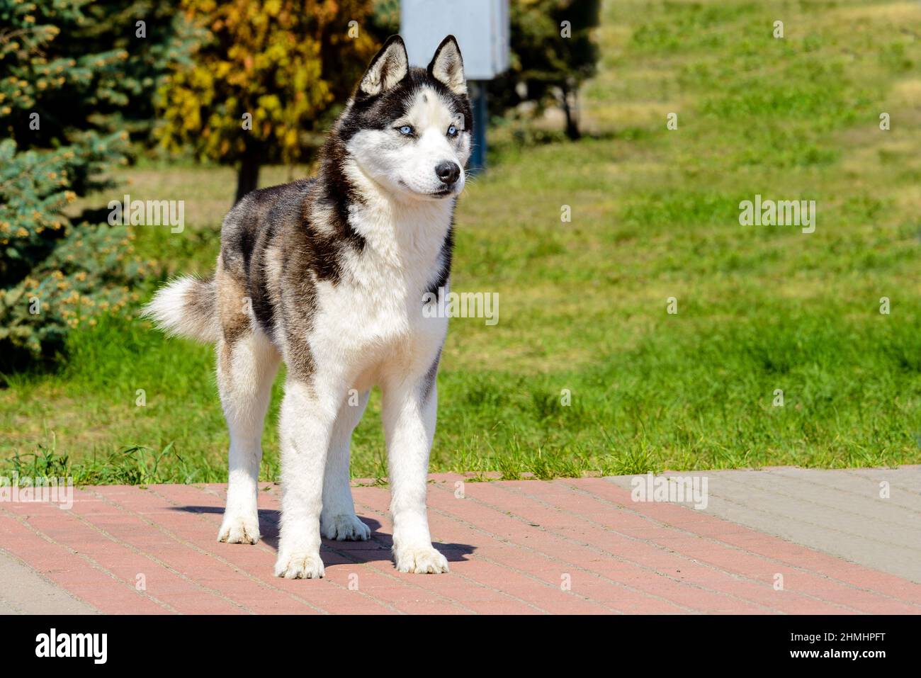Yakutian Laika in full face. The Yakutian Laika is in the park Stock ...