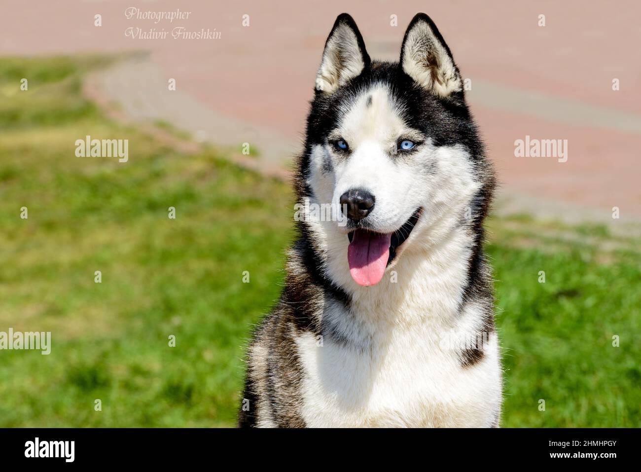 Yakutian Laika portrait in full face. The Yakutian Laika is in the park ...