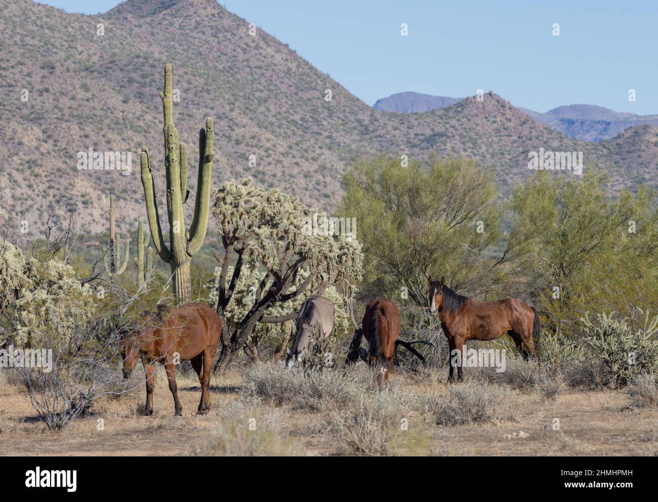 Wild Horses Near the Salt River in the Arizona Desert Stock Photo - Alamy