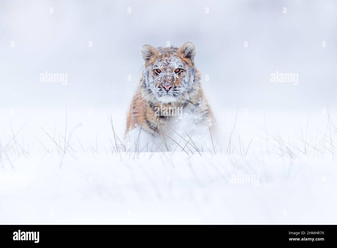 Tiger snow run in wild winter nature. Siberian tiger, Panthera tigris altaica. Action wildlife ...