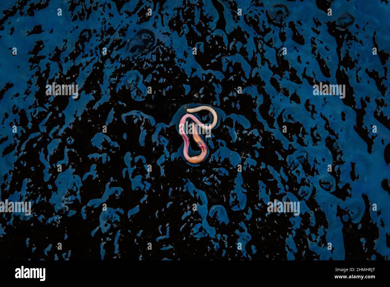 Worm oblong soft-bodied boneless animal dies and becomes infected in ...