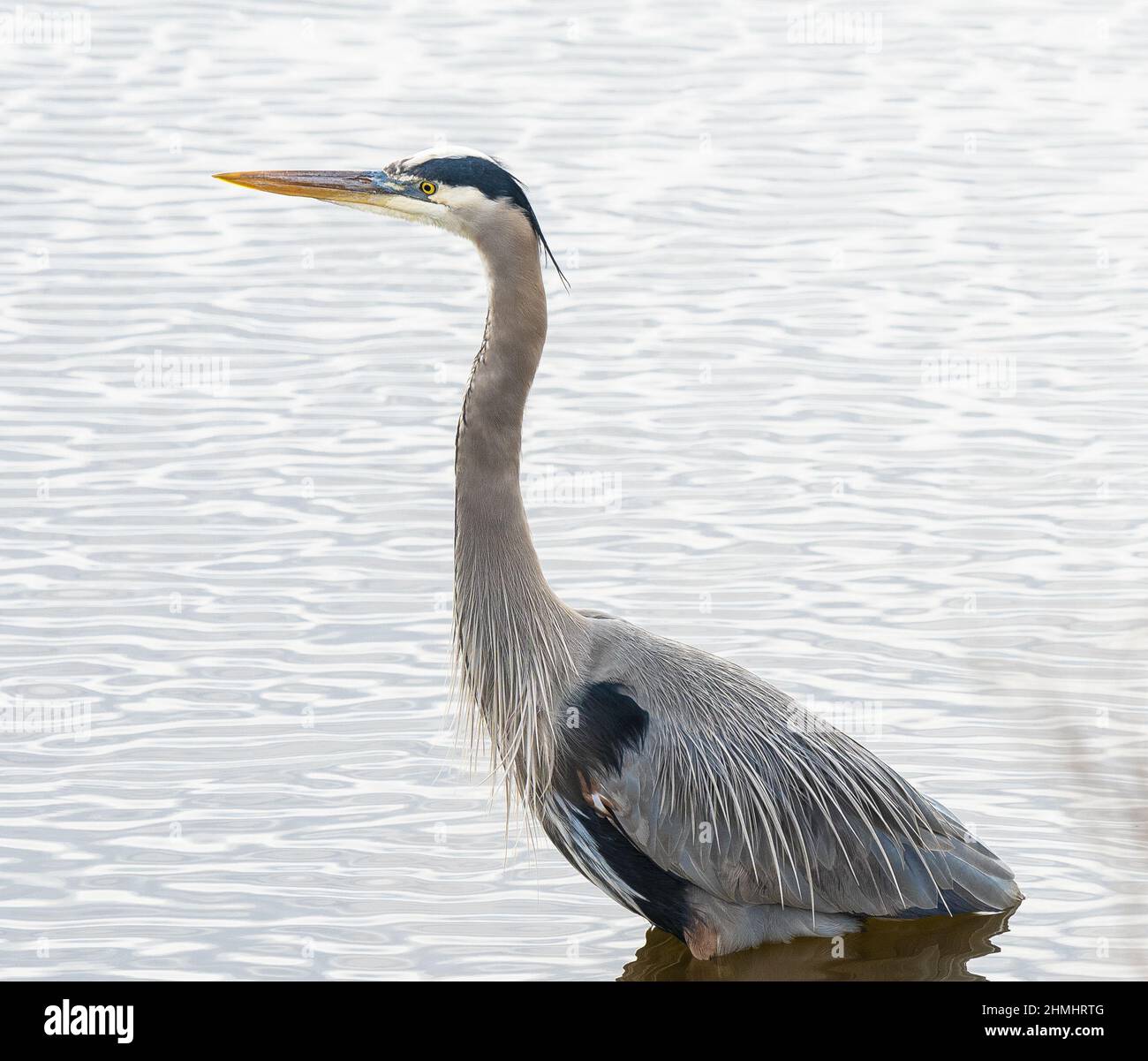 Side view of the blue heron in the lake water on a gloomy day Stock ...