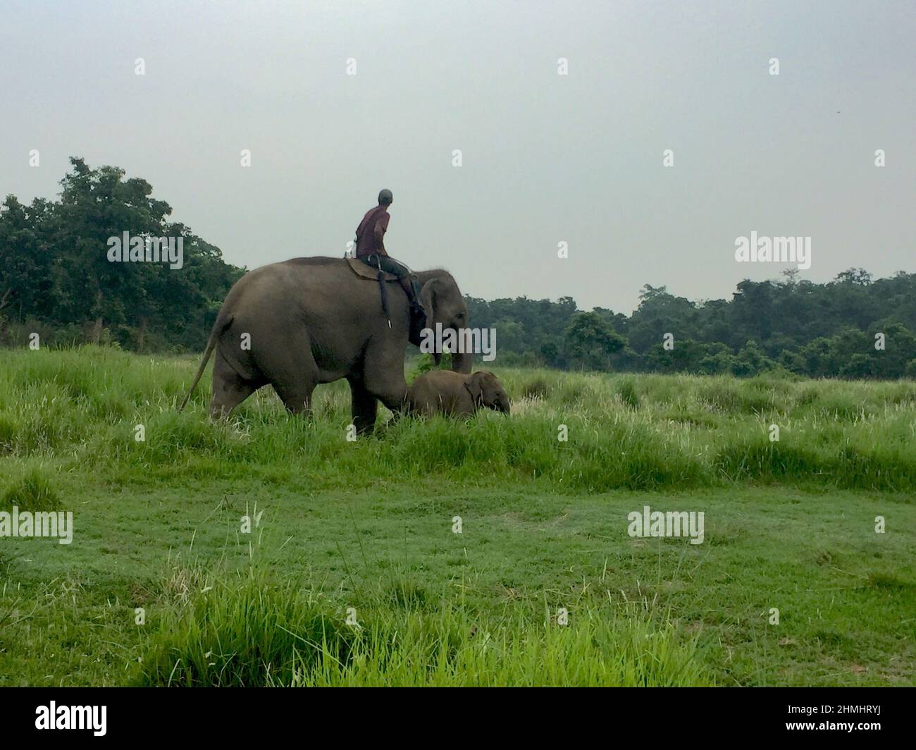 Man riding the elephant with its calf walking by. Nepal Stock Photo - Alamy