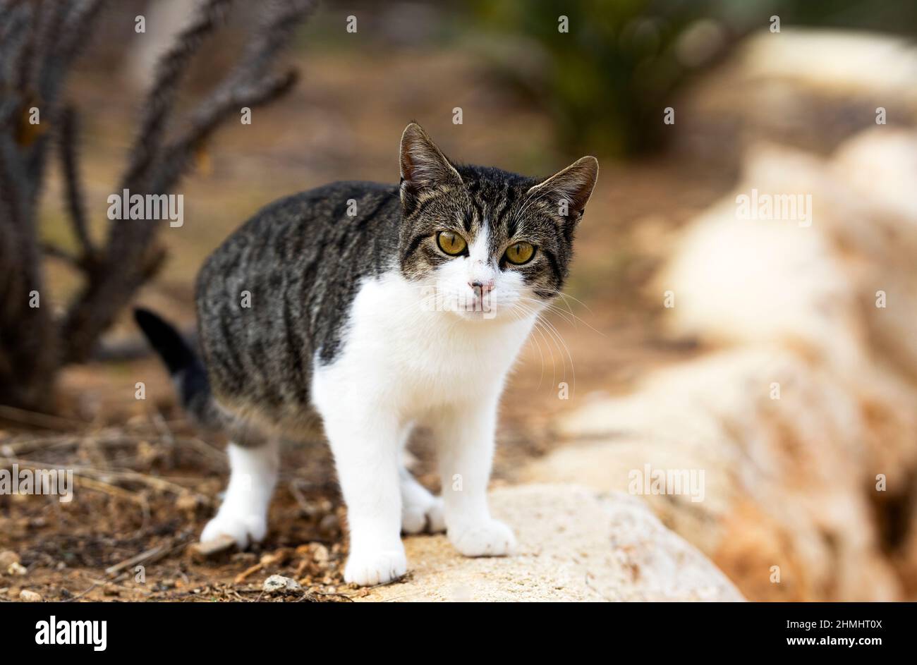 Small Stray Cat on the nature background. Pet on the street Stock Photo ...
