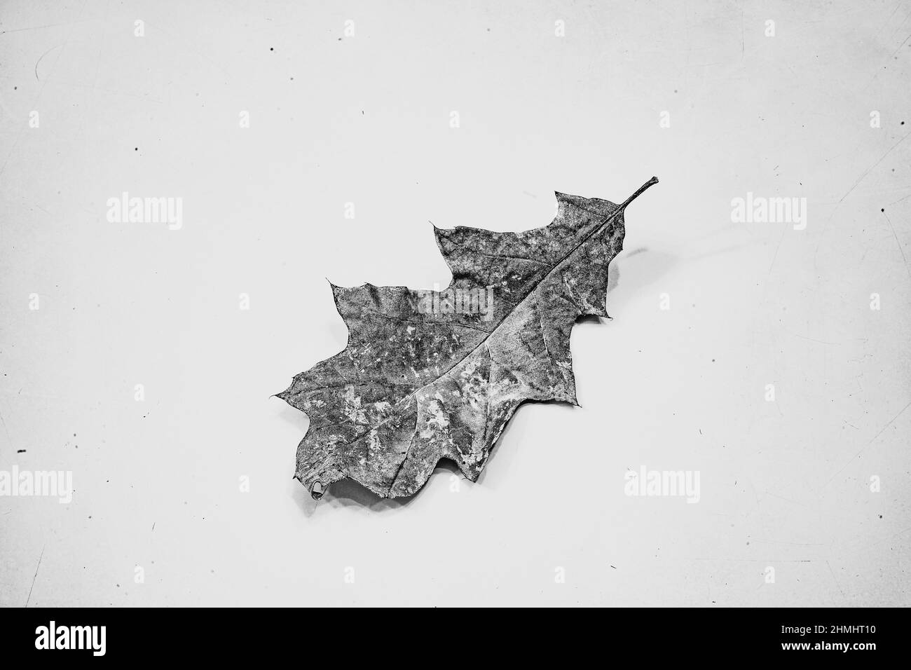 Closeup shot of a single leaf on a white background in grayscale Stock ...