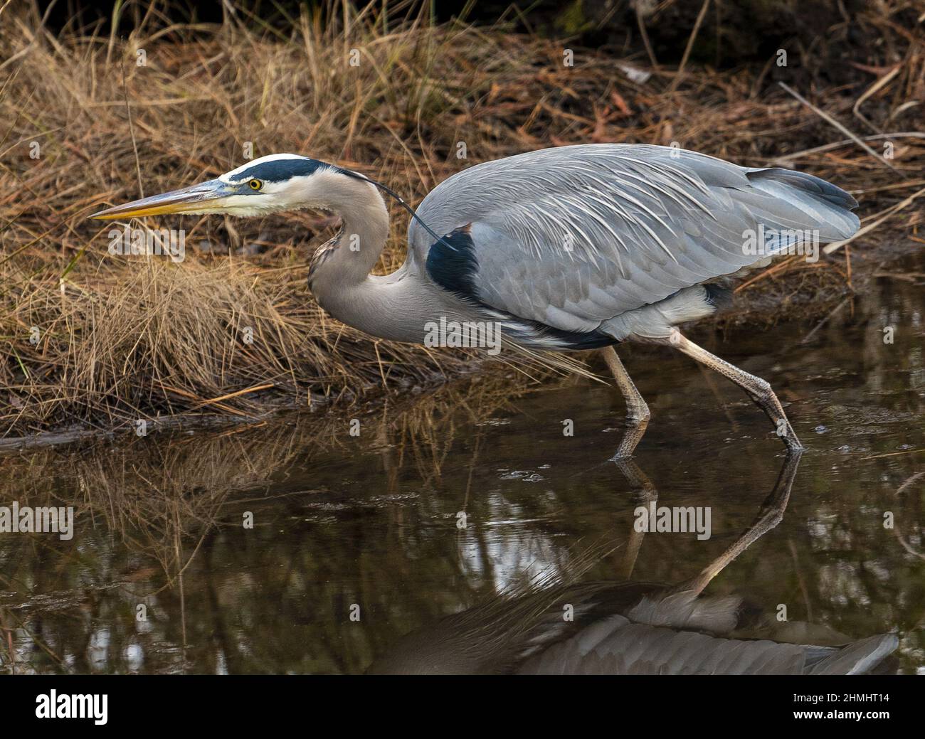 Side view of the blue heron in the lake water on a gloomy day Stock ...