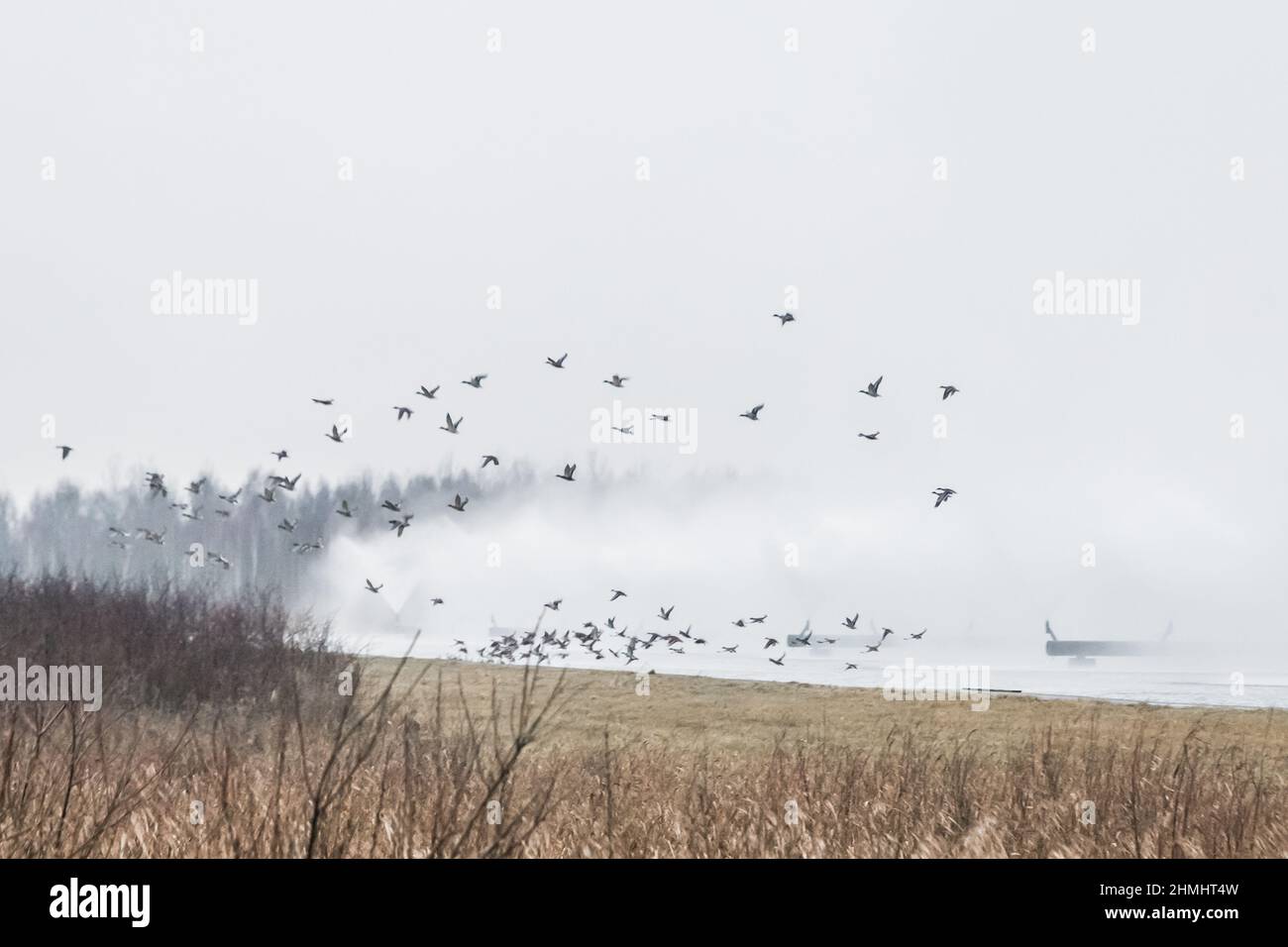 A group of anxious birds of wildlife animals fly over the field outdoor ...