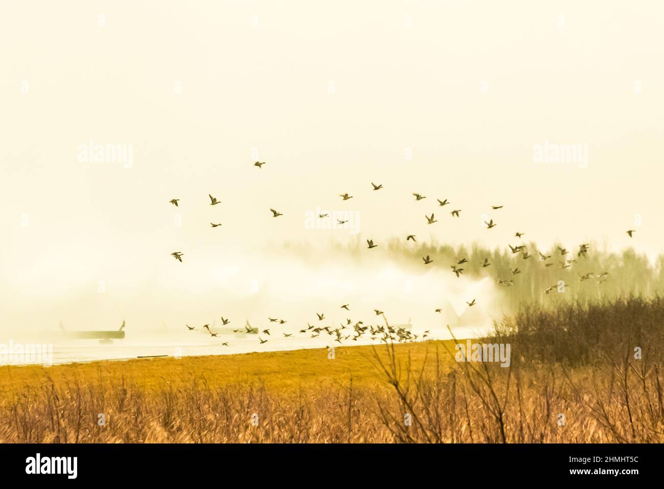Birds animals leave and fly away from a polluted toxic poisonous dirty ...