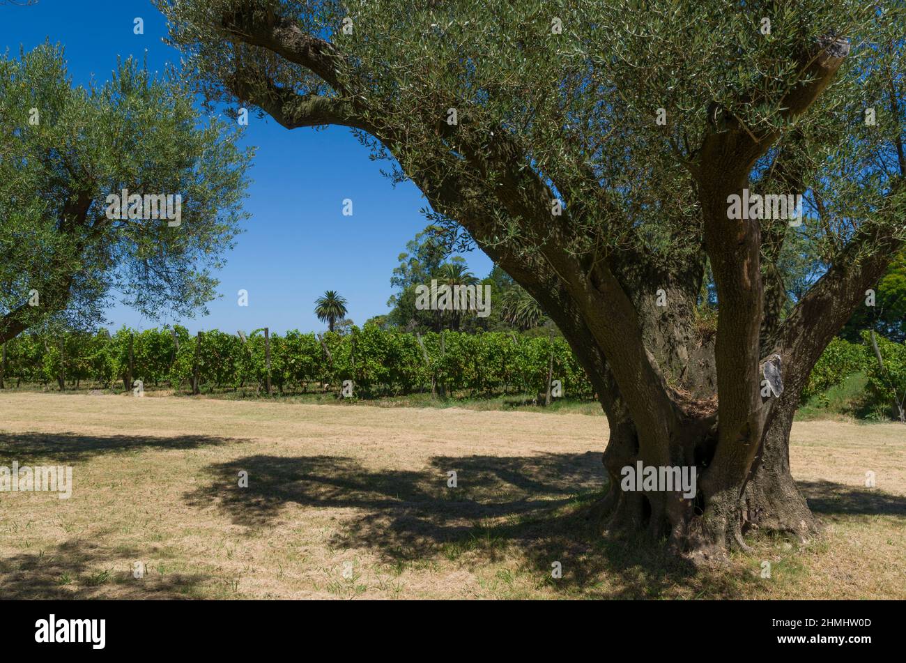 Beautiful vine of European grapes in Uruguayan winery in Canelos region ...