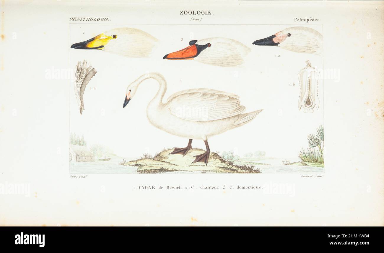 Atlas de zoologie Stock Photo - Alamy