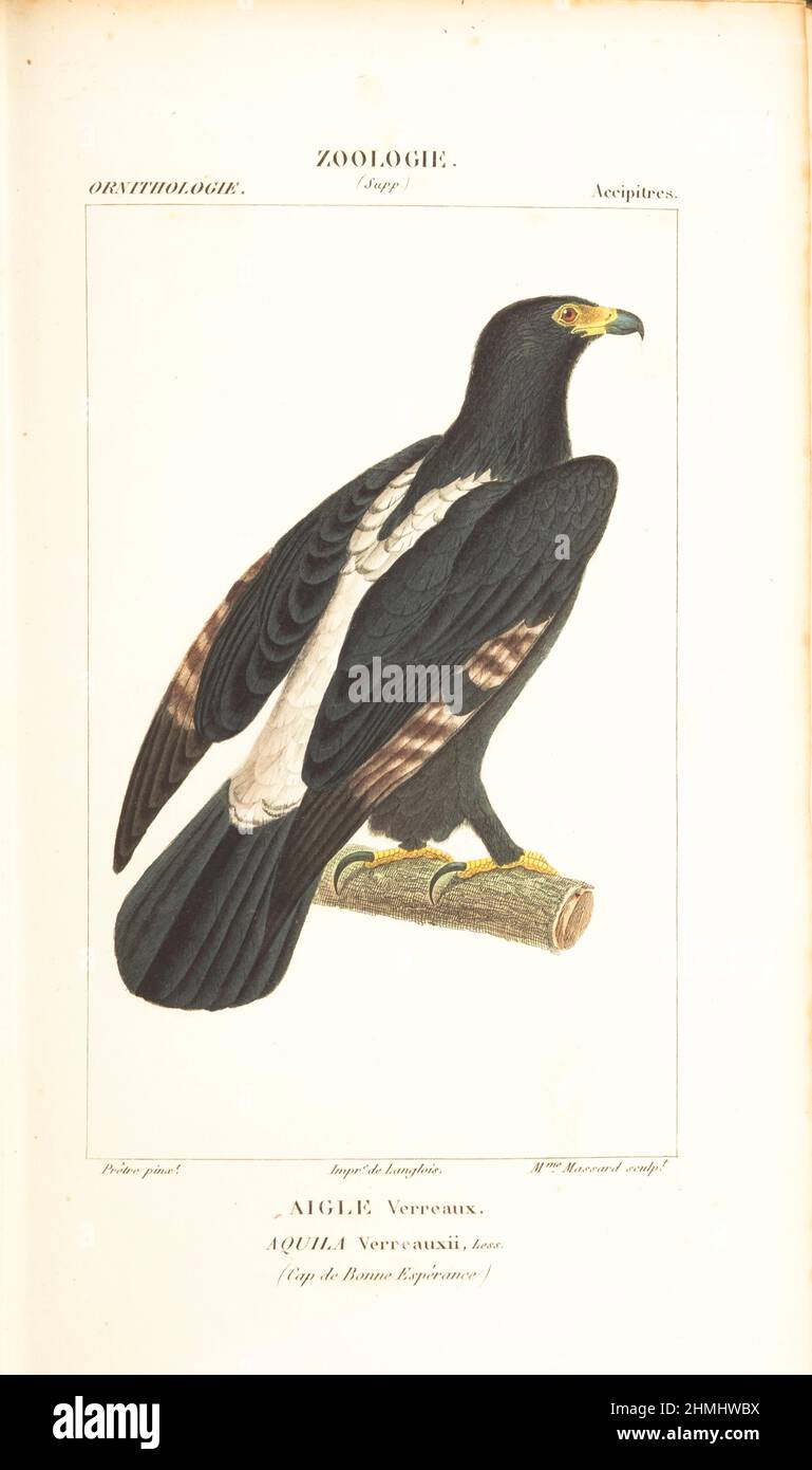 Atlas de zoologie hi-res stock photography and images - Alamy