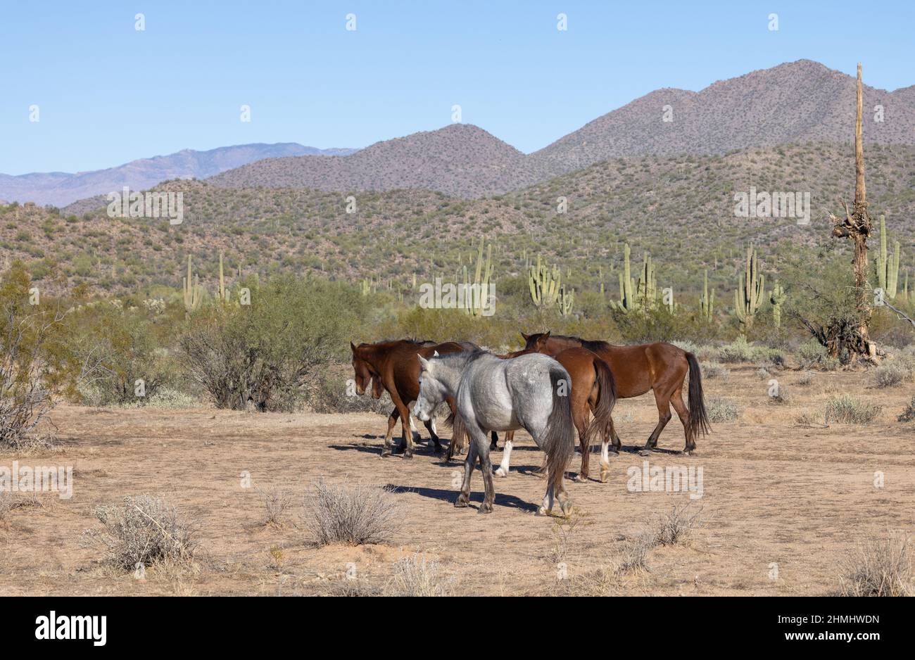 Wild Horses Near the Salt River in the Arizona Desert Stock Photo - Alamy