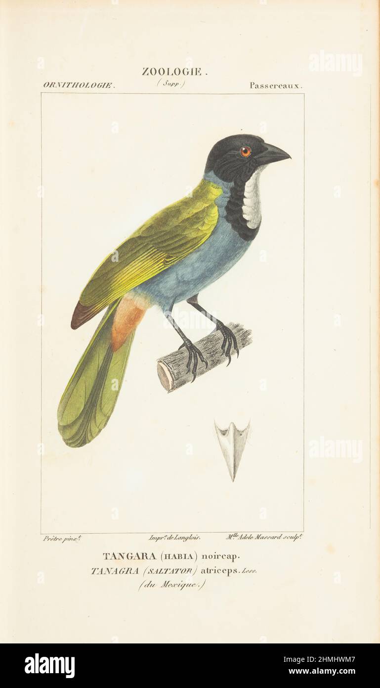 Atlas de zoologie- Black-headed Saltator Saltator atriceps Stock Photo ...