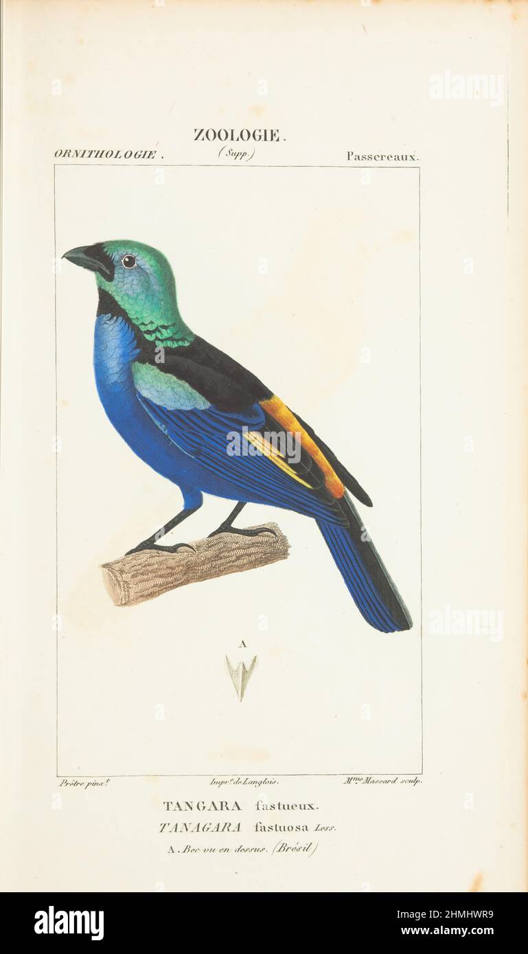 Atlas de zoologie- Seven-coloured Tanager (Tangara fastuosa Stock Photo ...