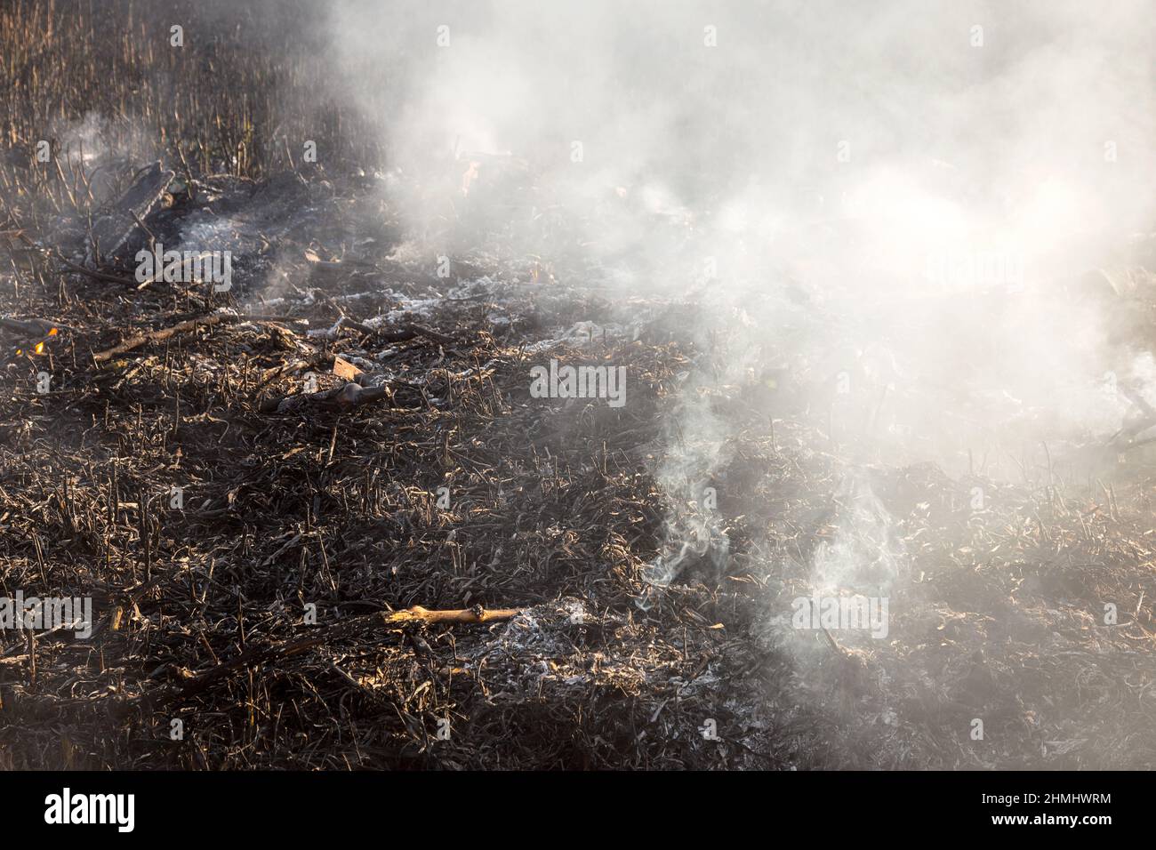 Smoke after grass fire on Wetlands. Reeds burn Stock Photo - Alamy