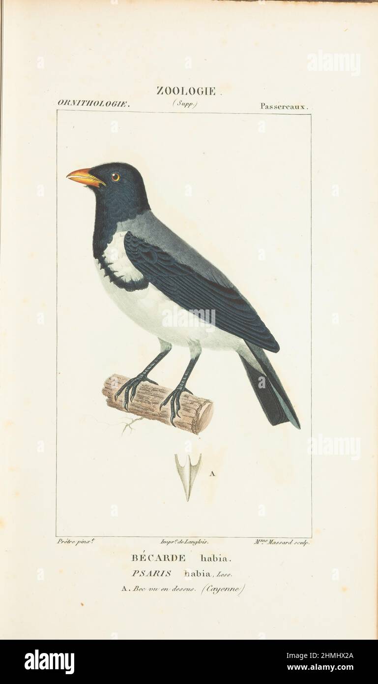 Atlas de zoologie hi-res stock photography and images - Alamy