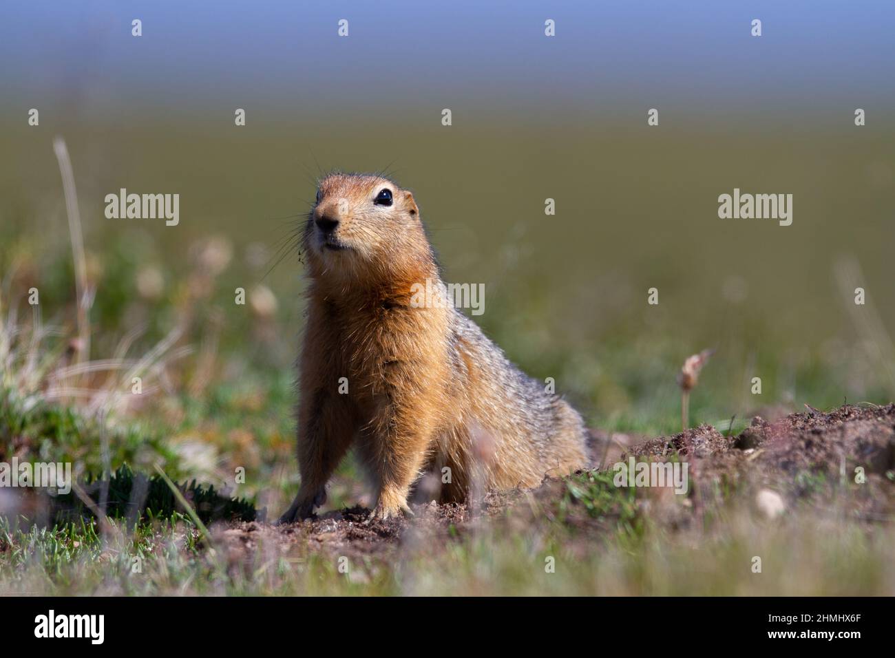 Canadian ground squirrel, Richardson ground squirrel or siksik in ...