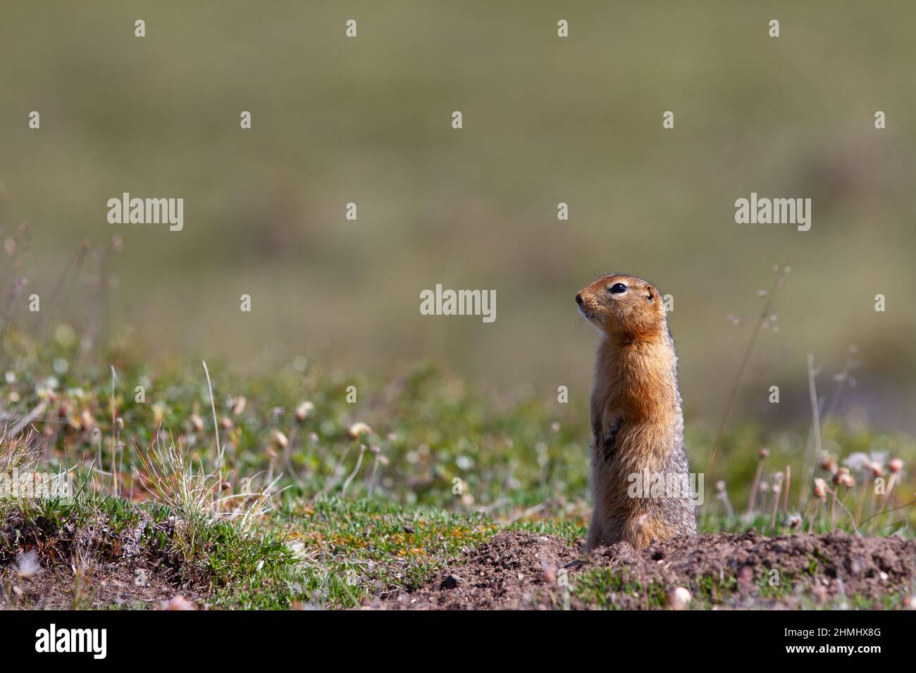 Ground squirrel, also known as Richardson ground squirrel or siksik in ...
