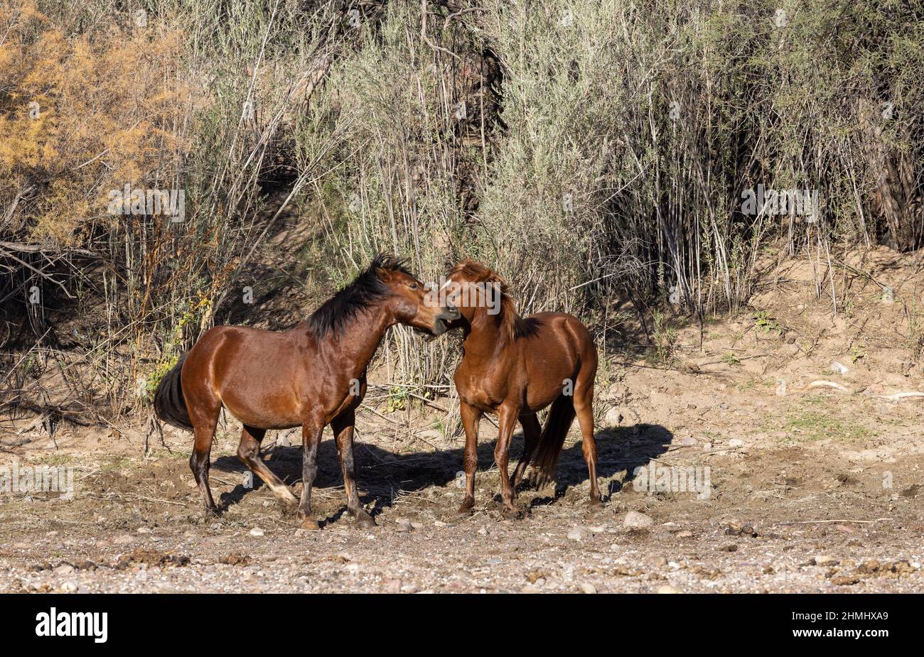 Wild Horses Near the Salt River in the Arizona Desert Stock Photo - Alamy