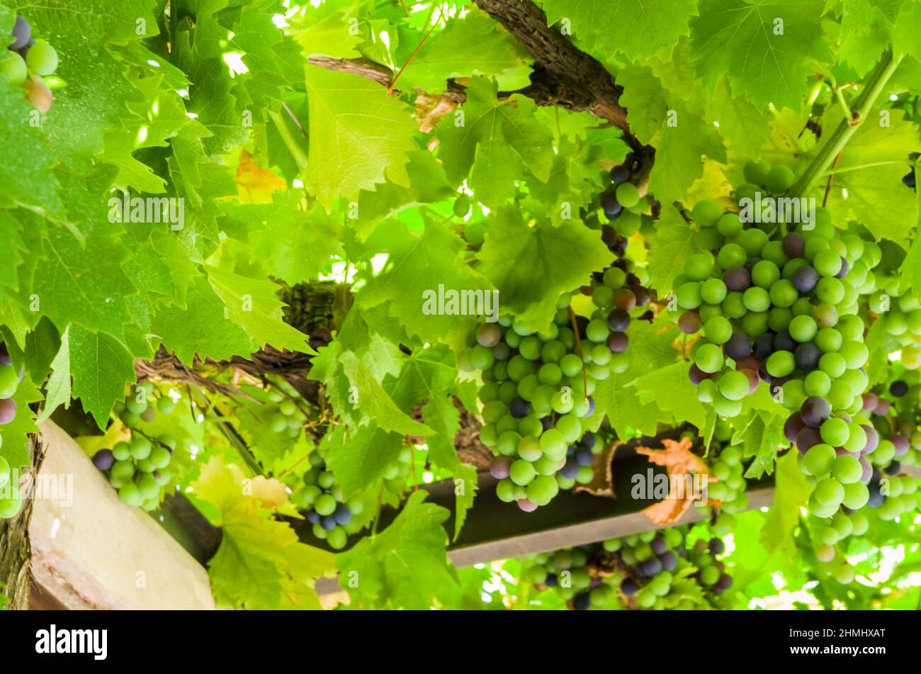 Beautiful vine of European grapes in Uruguayan winery in Canelos region ...