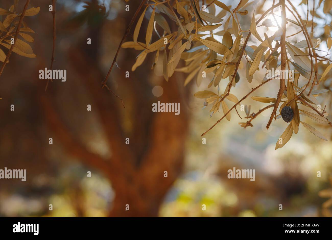 walk in olive grove, Harvest ready to produce extra virgin olive oil ...