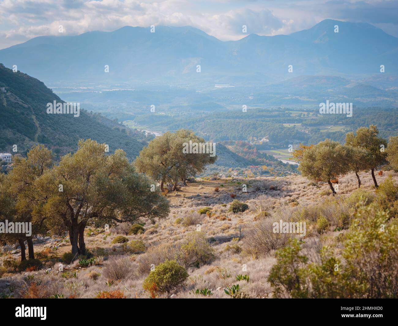 walk in olive grove, Harvest ready to produce extra virgin olive oil ...