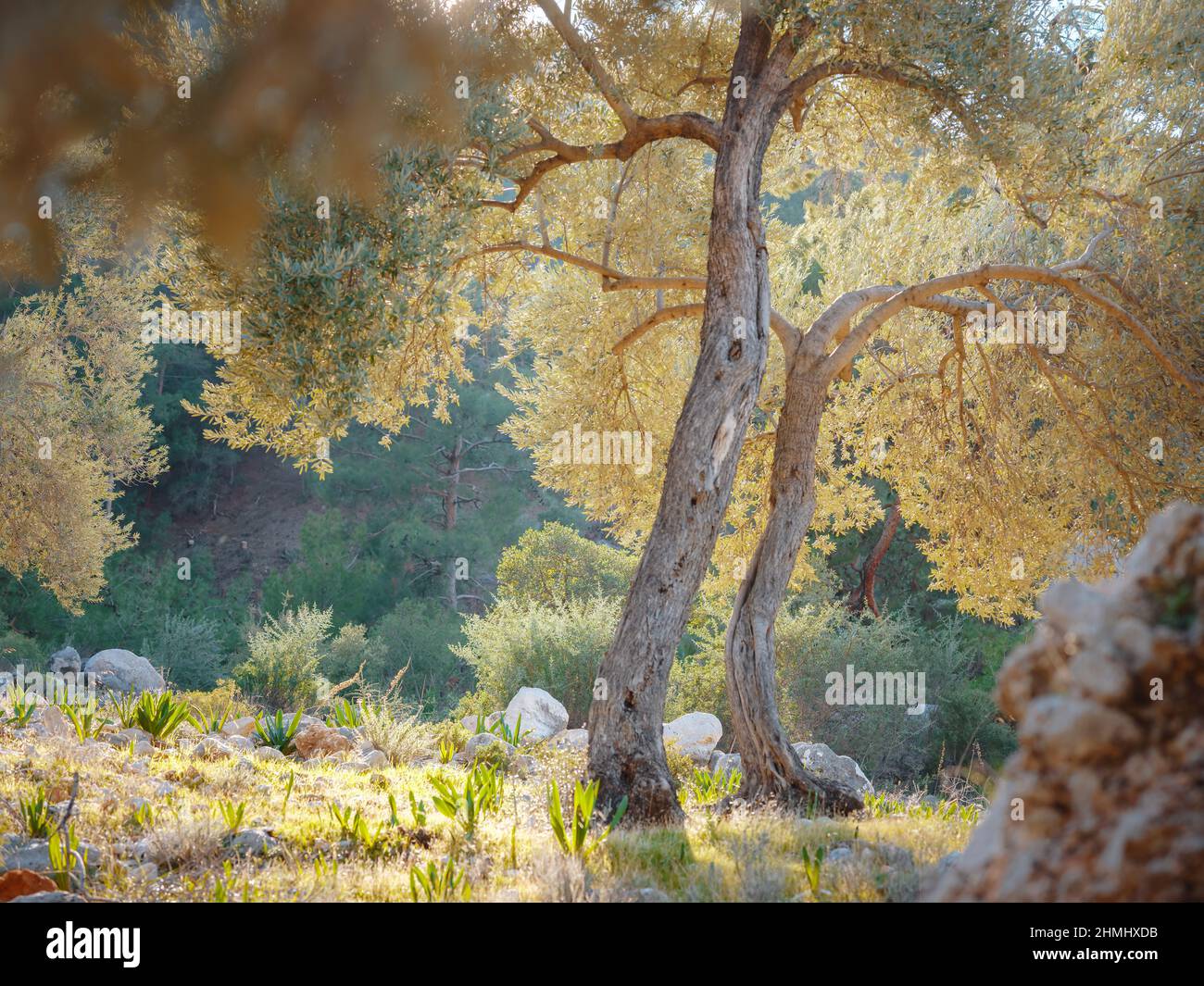 walk in olive grove, Harvest ready to produce extra virgin olive oil ...