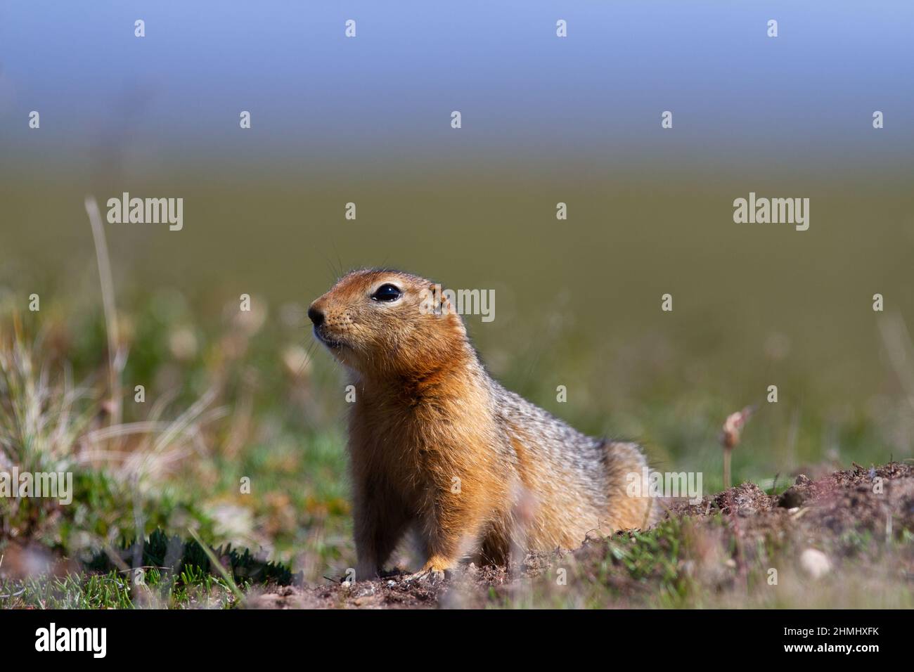 Canadian ground squirrel, Richardson ground squirrel or siksik in ...
