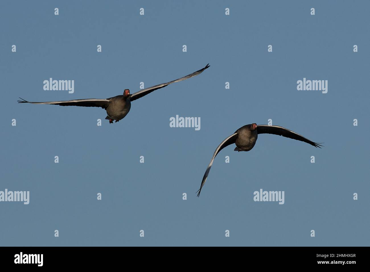 Greylag geese in flight in their habitat in Denmark Stock Photo - Alamy