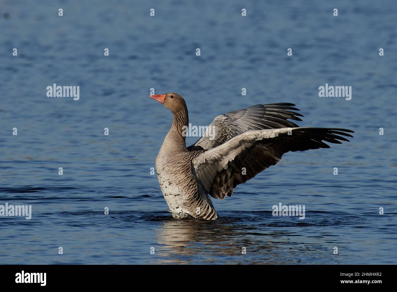 Greylag goose with open wings in its habitat in Denmark Stock Photo - Alamy