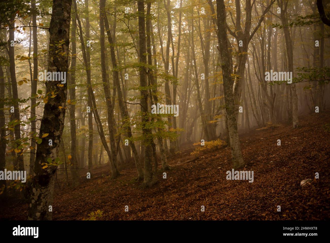 Fall season lanscape with colorful trees and plants Stock Photo - Alamy