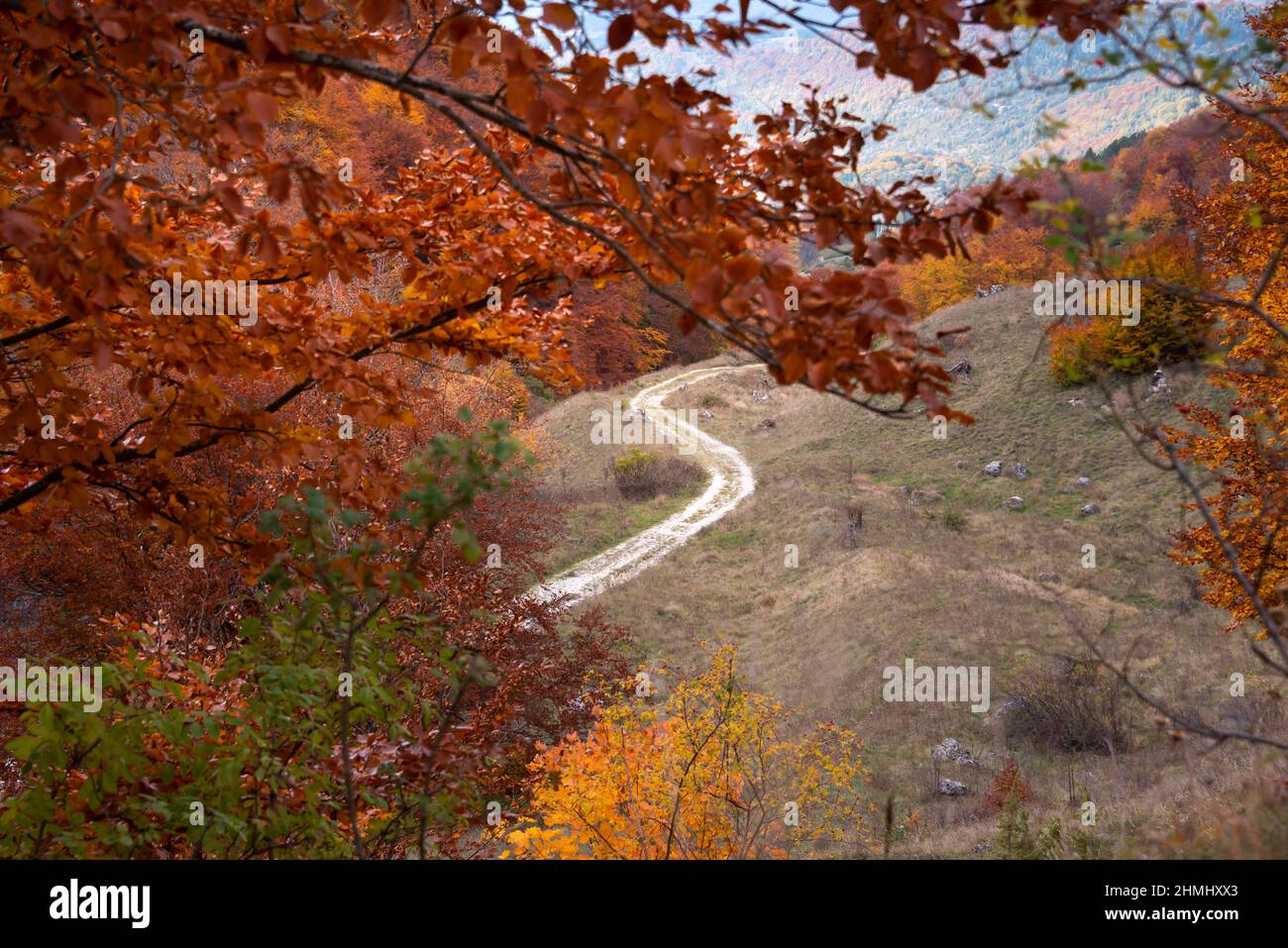 Fall season lanscape with colorful trees and plants Stock Photo - Alamy