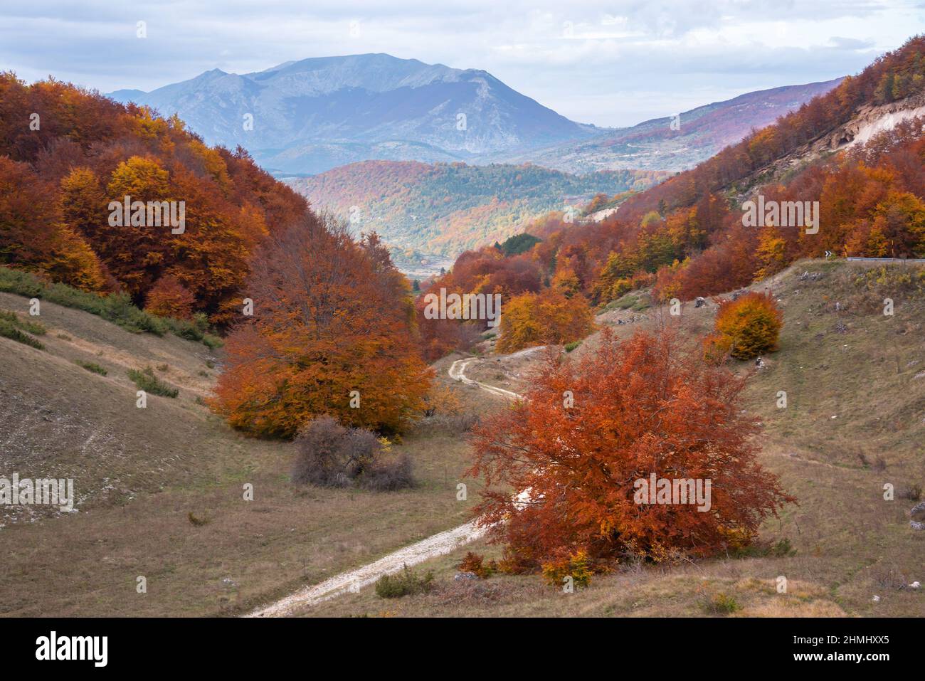 Fall season lanscape with colorful trees and plants Stock Photo - Alamy