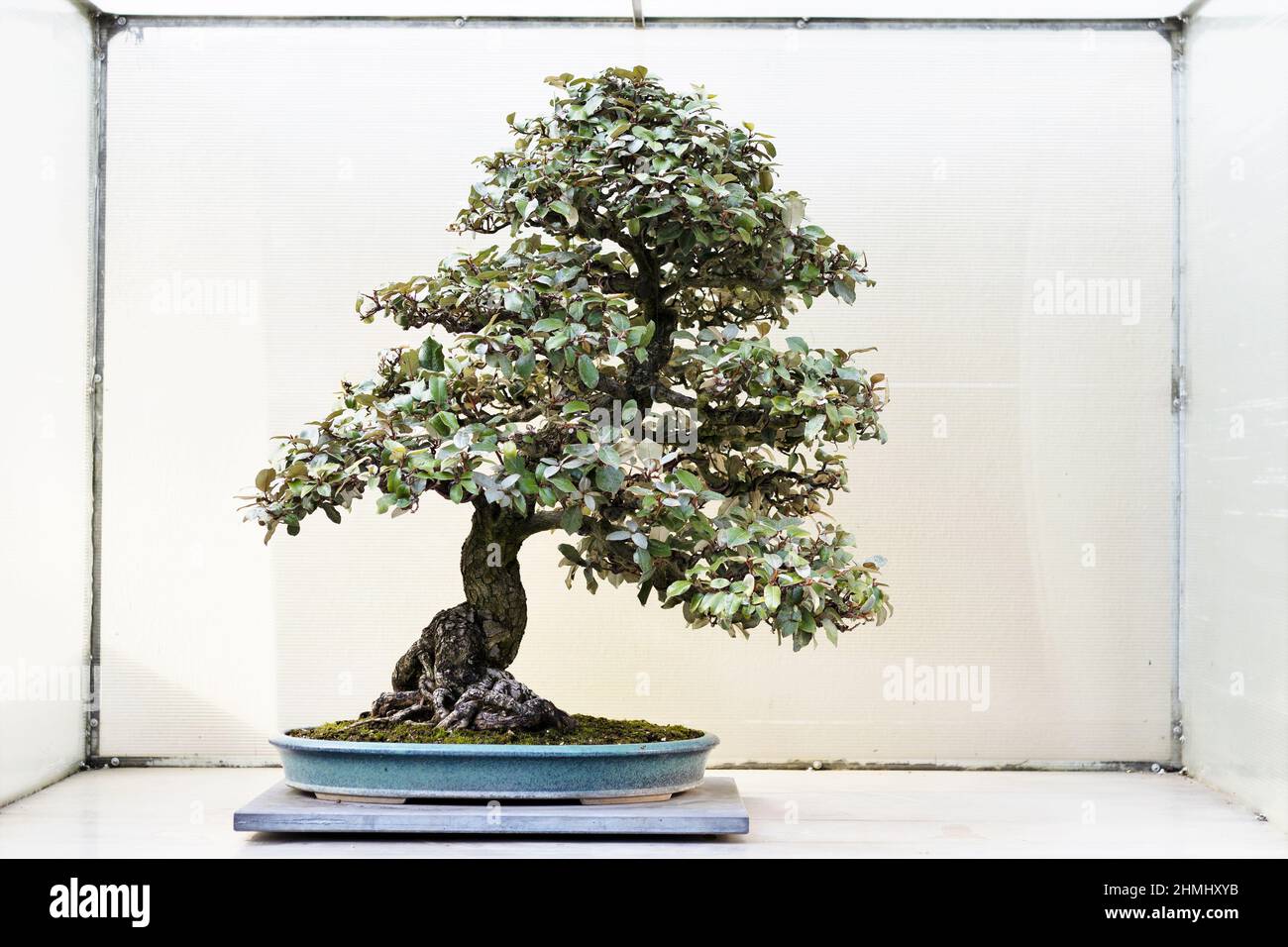Japanese Silverberry Tree Autumn In The Spring – In Search Of The