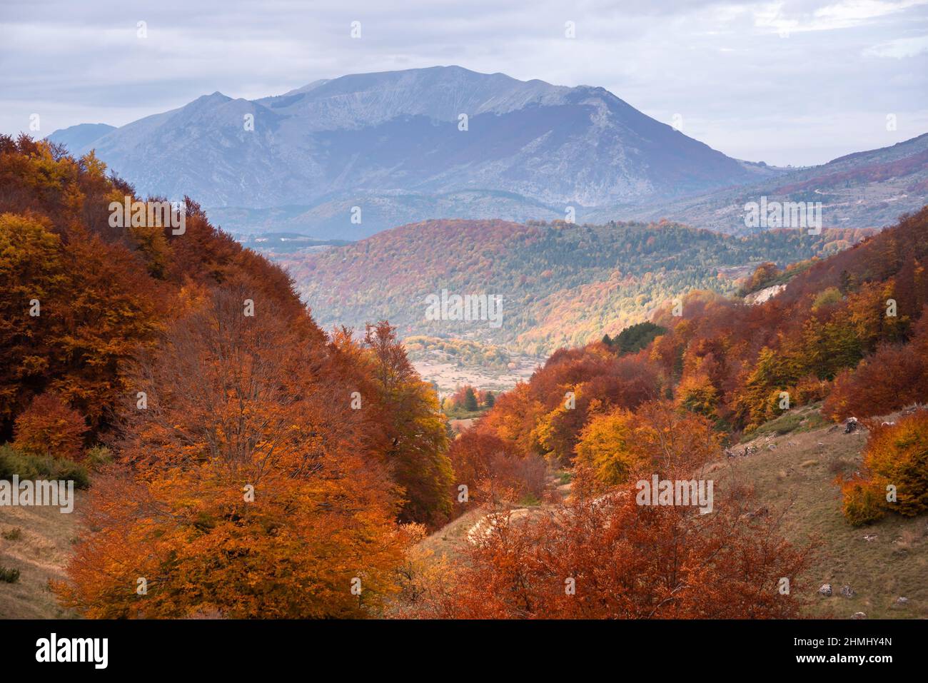 Fall season lanscape with colorful trees and plants Stock Photo - Alamy