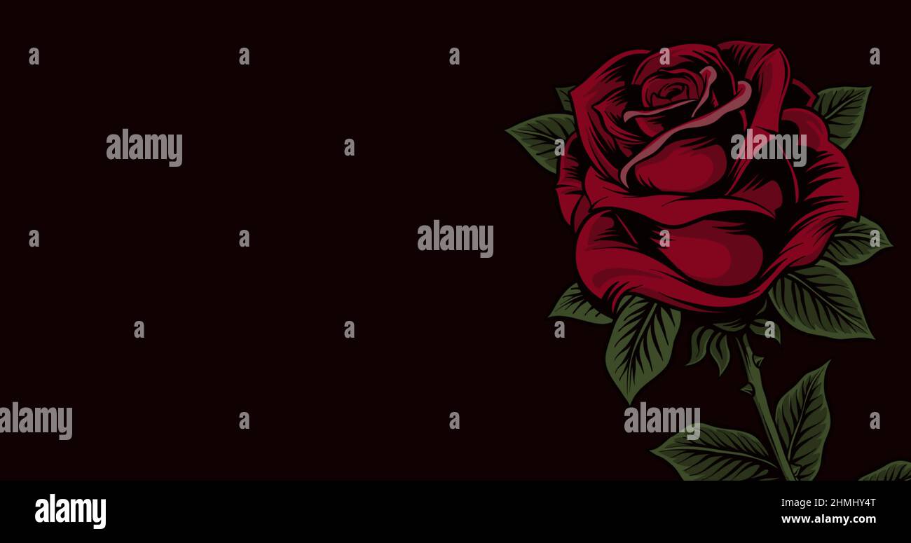 Image of single red rose moving, with copy space on black background ...