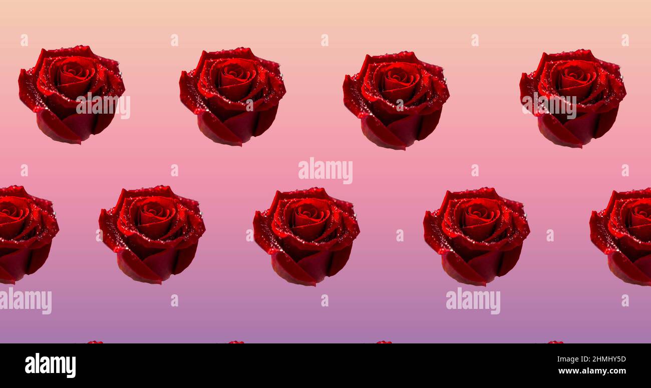 Different Types Of Red Roses