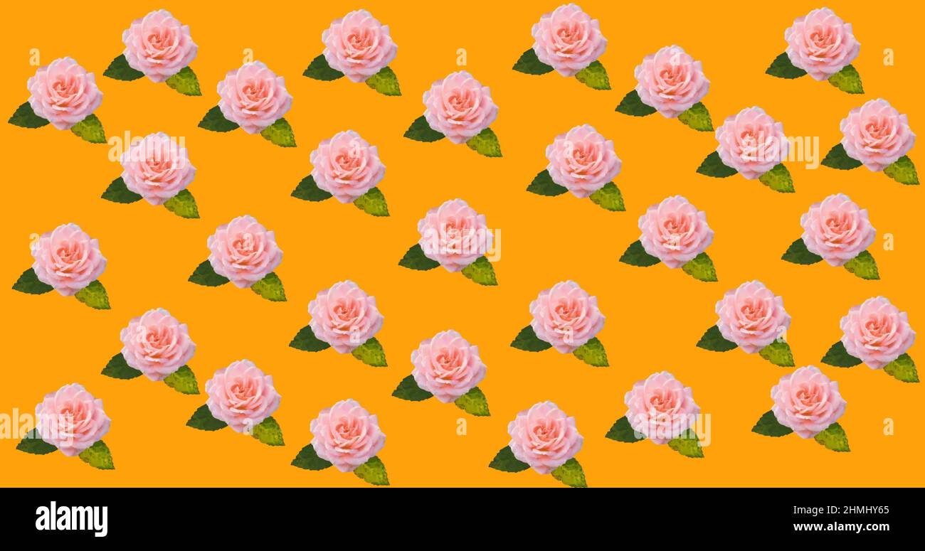 Image of multiple pink, yellow and white roses moving over orange ...