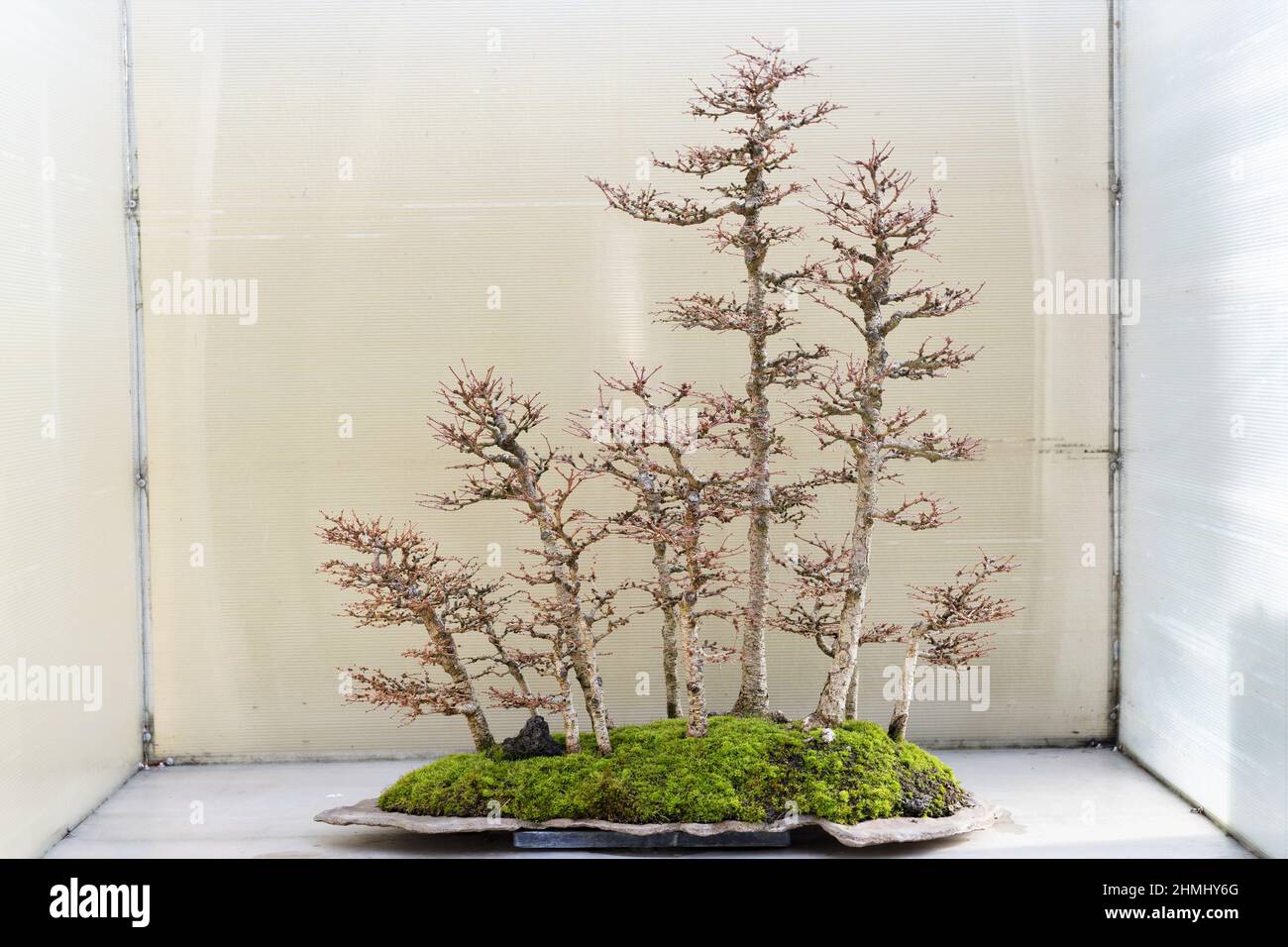 Japanese Larch bonsai tree on display at the Pacific Bonsai Museum in ...