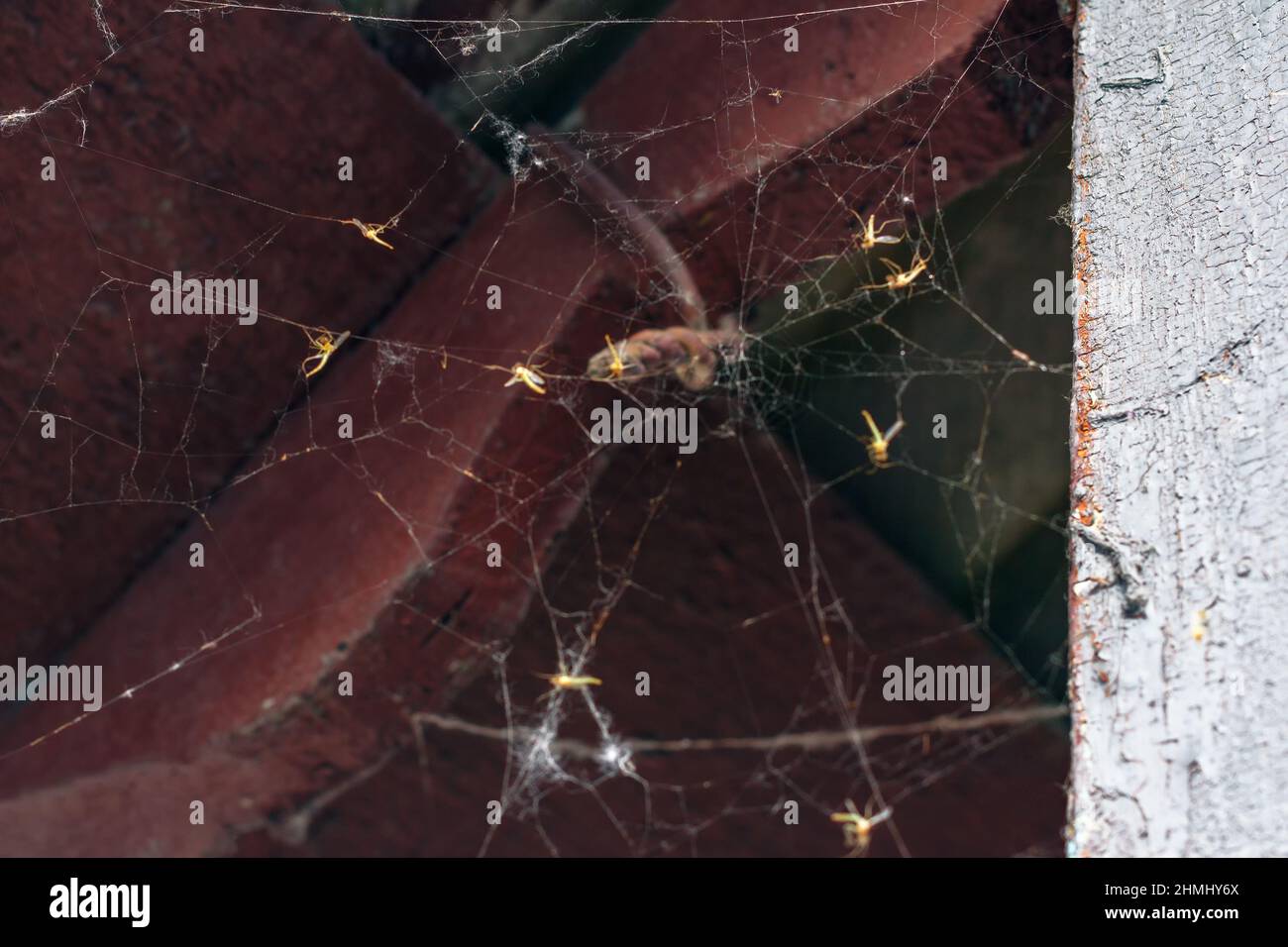 Mosquitoes in spider web . Insects in the spiderweb Stock Photo - Alamy