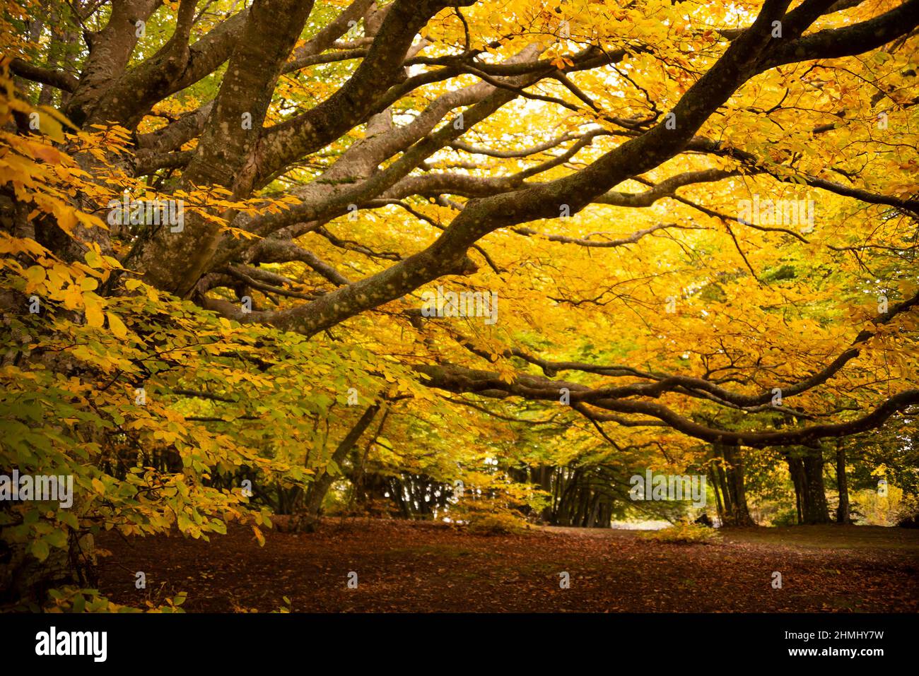 Fall season lanscape with colorful trees and plants Stock Photo - Alamy